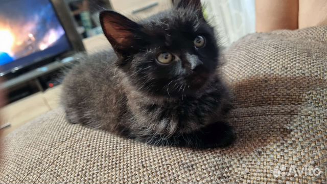 Котенок 2 мес