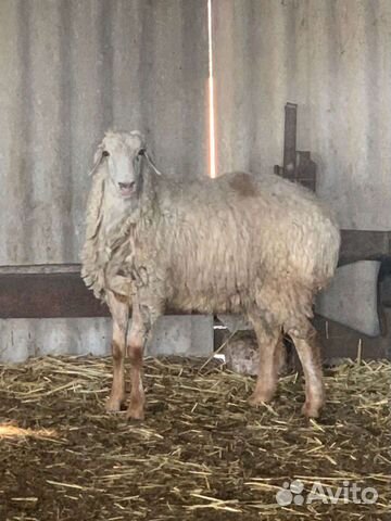 Баран на племя