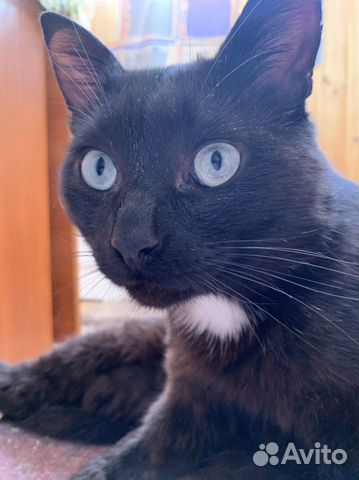 Котик в добрые руки