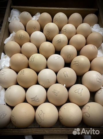 Инкубационное яйцо бресс гальской породы