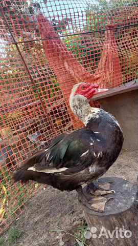 Домашняя птица