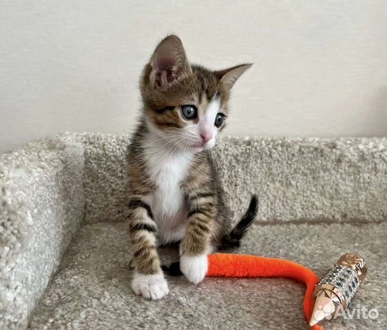 Котенок ищет дом и семью