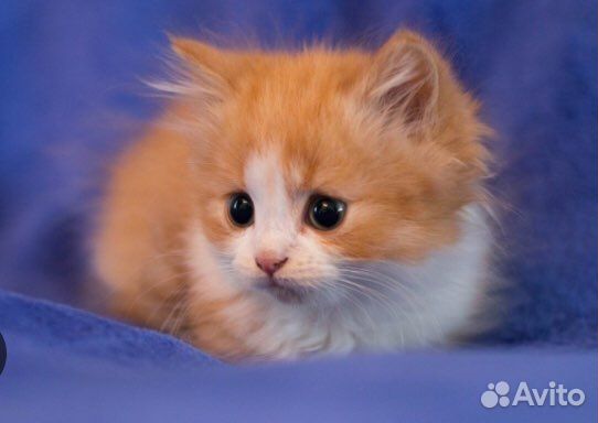 Котенок пушистая девочка