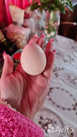 Яйцо павлина