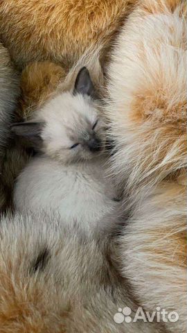 Кошки