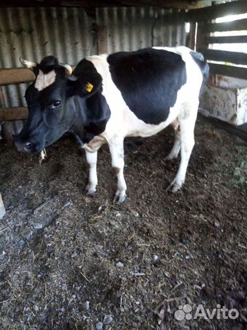 Корова дойная