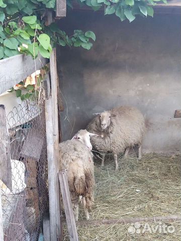 Овцы