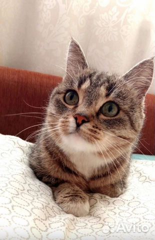 Кошка София