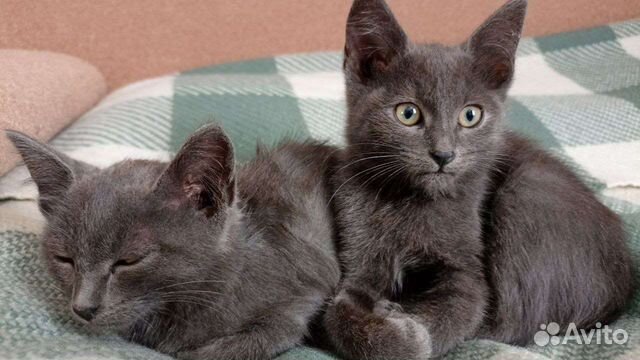 Котята метисы Русская Голубая