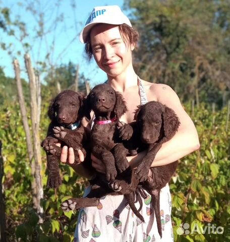 Собаки-барашки которые не линяют