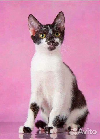 Котенок Линда ищет свою семью