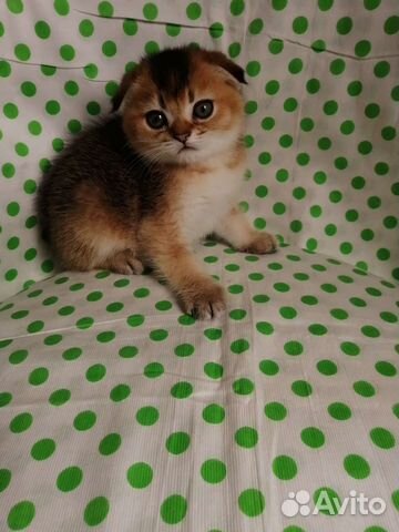 Золотая шиншиллка. Котик