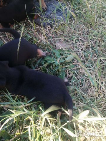 Продам щенков породы Таксы