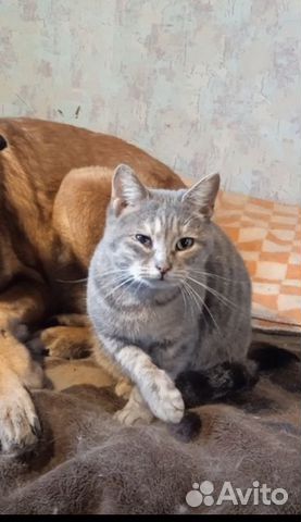 Тишка, котенок 6 мес