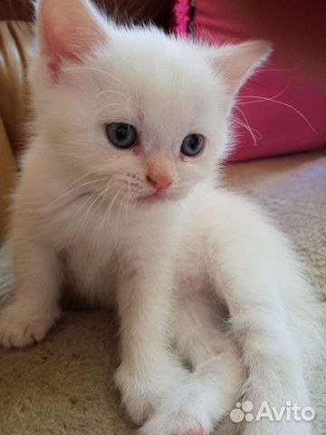 Котенок