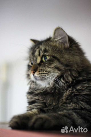 Пушистик Тэйл чья-то хвостатая радость