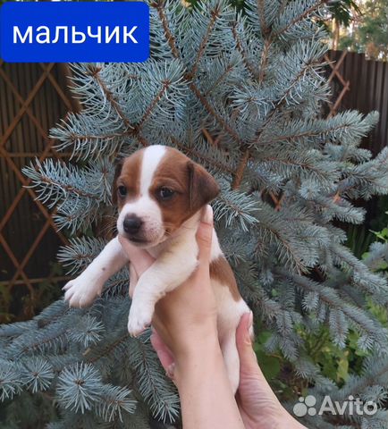 Щенки Джек рассел терьер