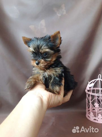 Мальчик с пальчик