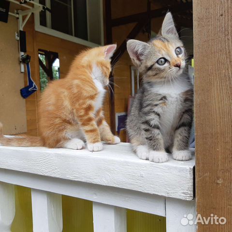 Котята в добрые руки