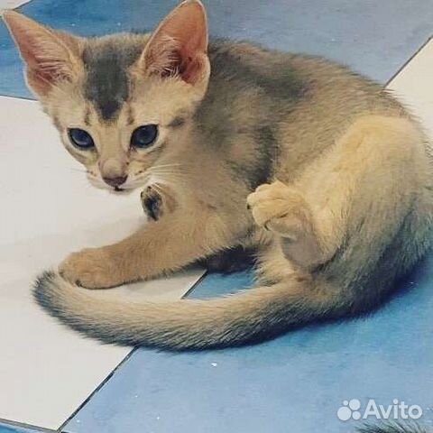 Абиссинская