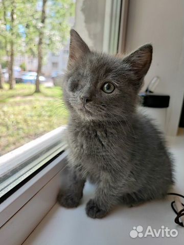 Котенок мальчик ищет дом