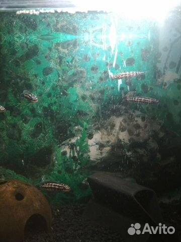 Юлидохромисы