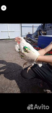 Куры Леггорн