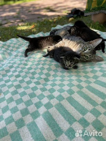 Отдам в хорошие руки замечательных котят