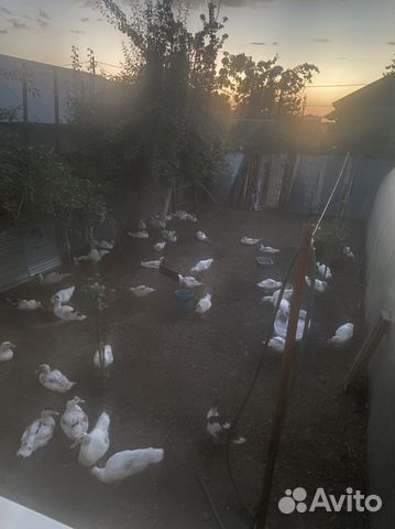 Утки муларды подрощенные