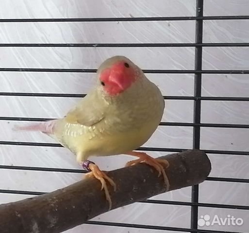 Тростниковый астрильд