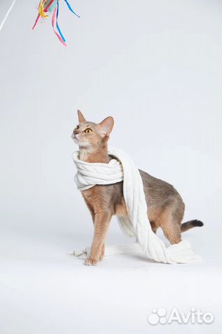 Абиссинская кошка