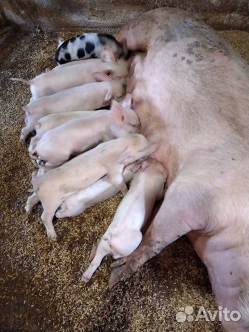 Продам поросят