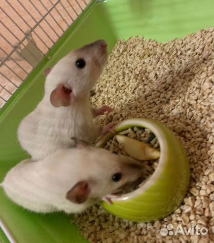 Сиамская крыса