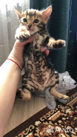 Бенгальская