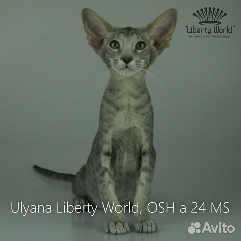 Ulyana Liberty World, OSH a 24 MS