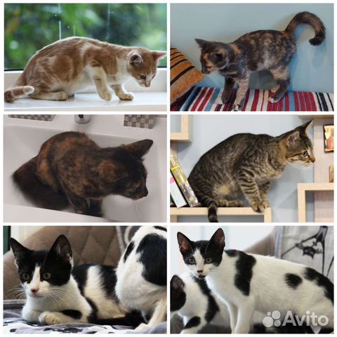 Котенок крымской кошки бесплатно в дар добрые руки