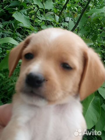 Отдам щенков в добрые руки