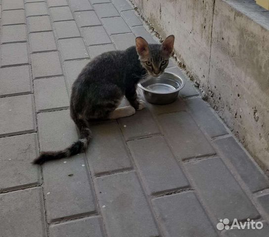 Котёнок подросток в добрые руки