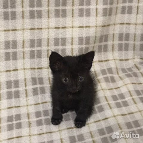 Котёнок мальчик