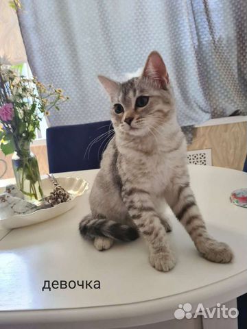 Британская