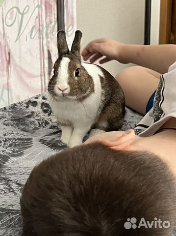 Кролик Голландский