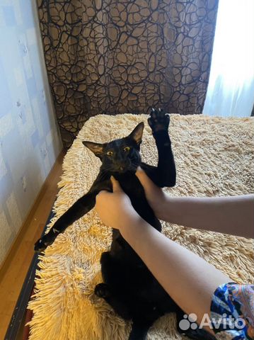 Ориентальный кот