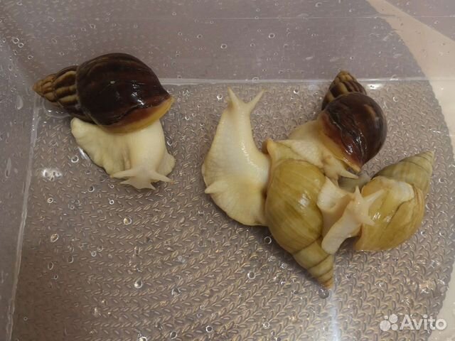 Улитки ахатины бесплатно