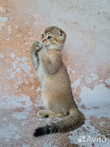 Шотландский манчкин фолд