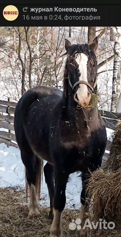 Покрытие жеребцом