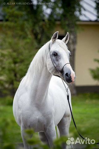 Арабский жеребец на случку