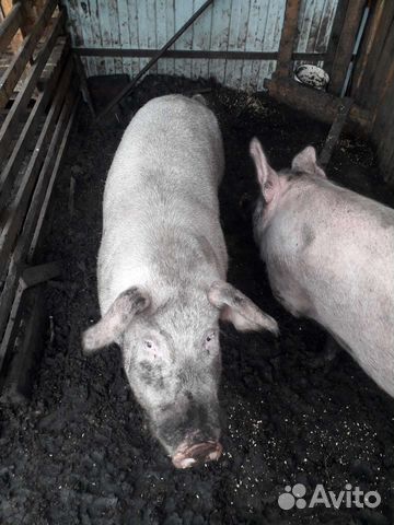 Продам хряка на племя