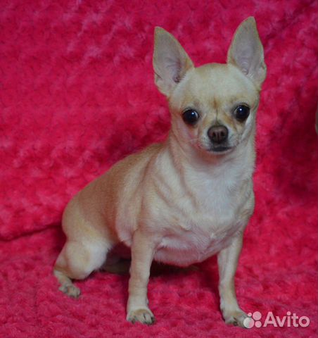 Девочки чихуахуа