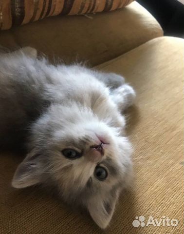 Котята