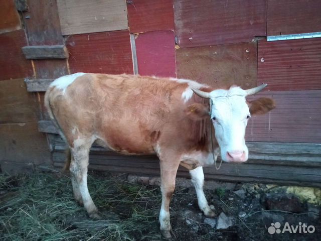 Тёлка 1 3 год